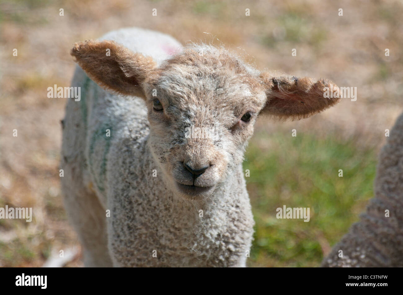 Lamb Face A New Year With New Life… New Pastoral Poetry Born Daily