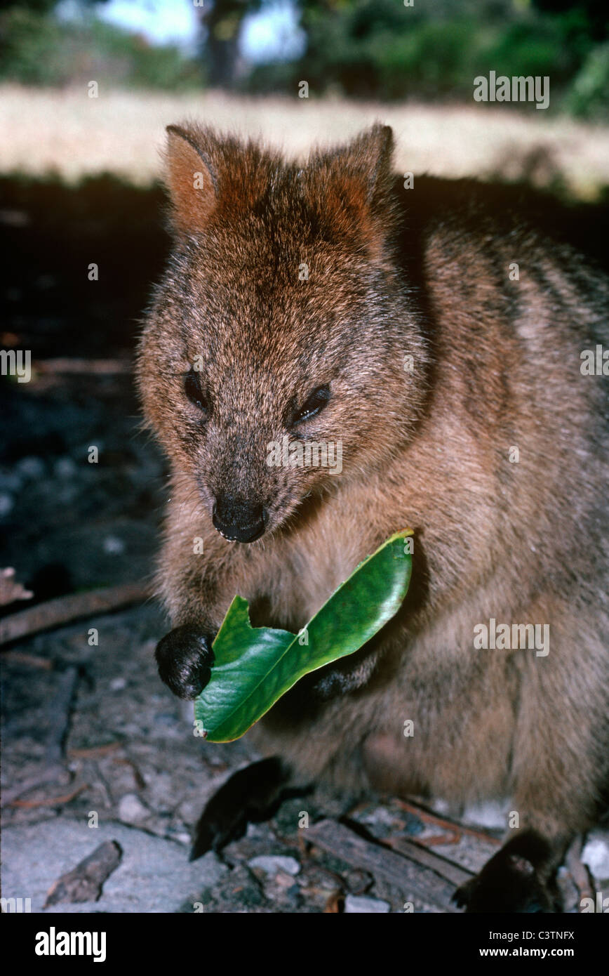 Close up quokkas setonix brachyurus hi-res stock photography and images ...