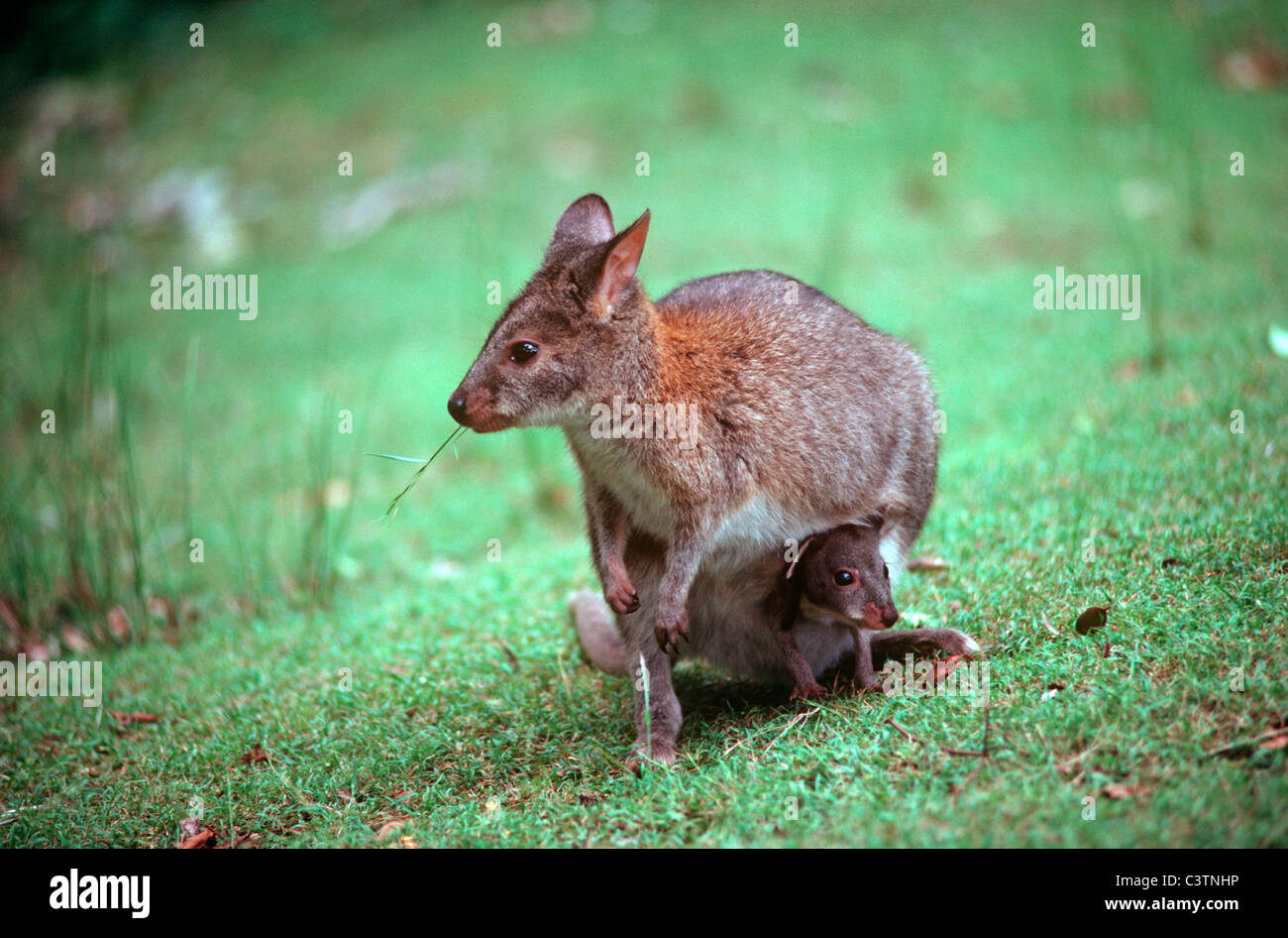 Red-necked pademelon (Thylogale thetis: Macropodidae) with joey peeping ...
