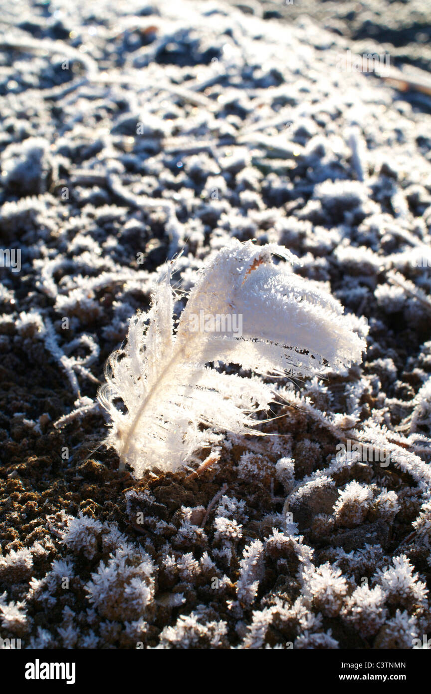 Feather frost hi-res stock photography and images - Alamy