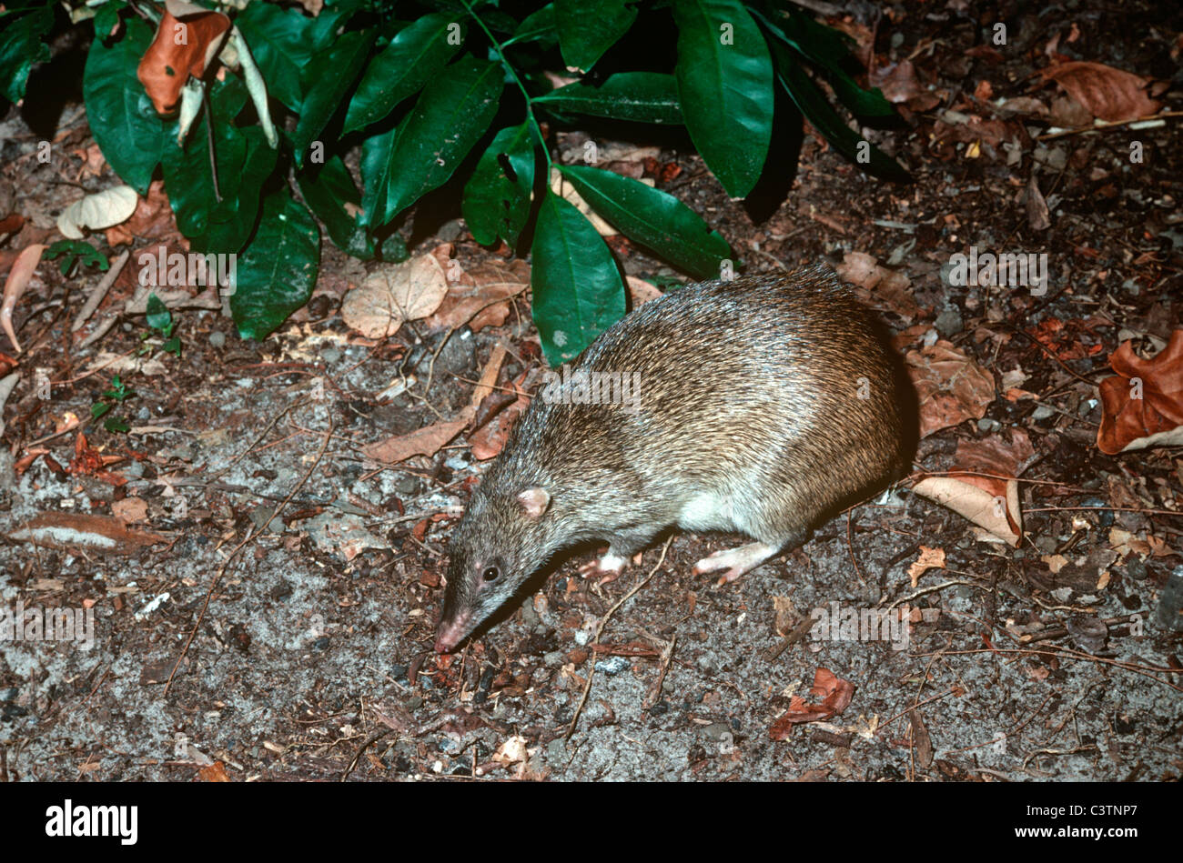 Long-nosed bandicoot female (Perameles nasuta: Peramelidae) at night ...