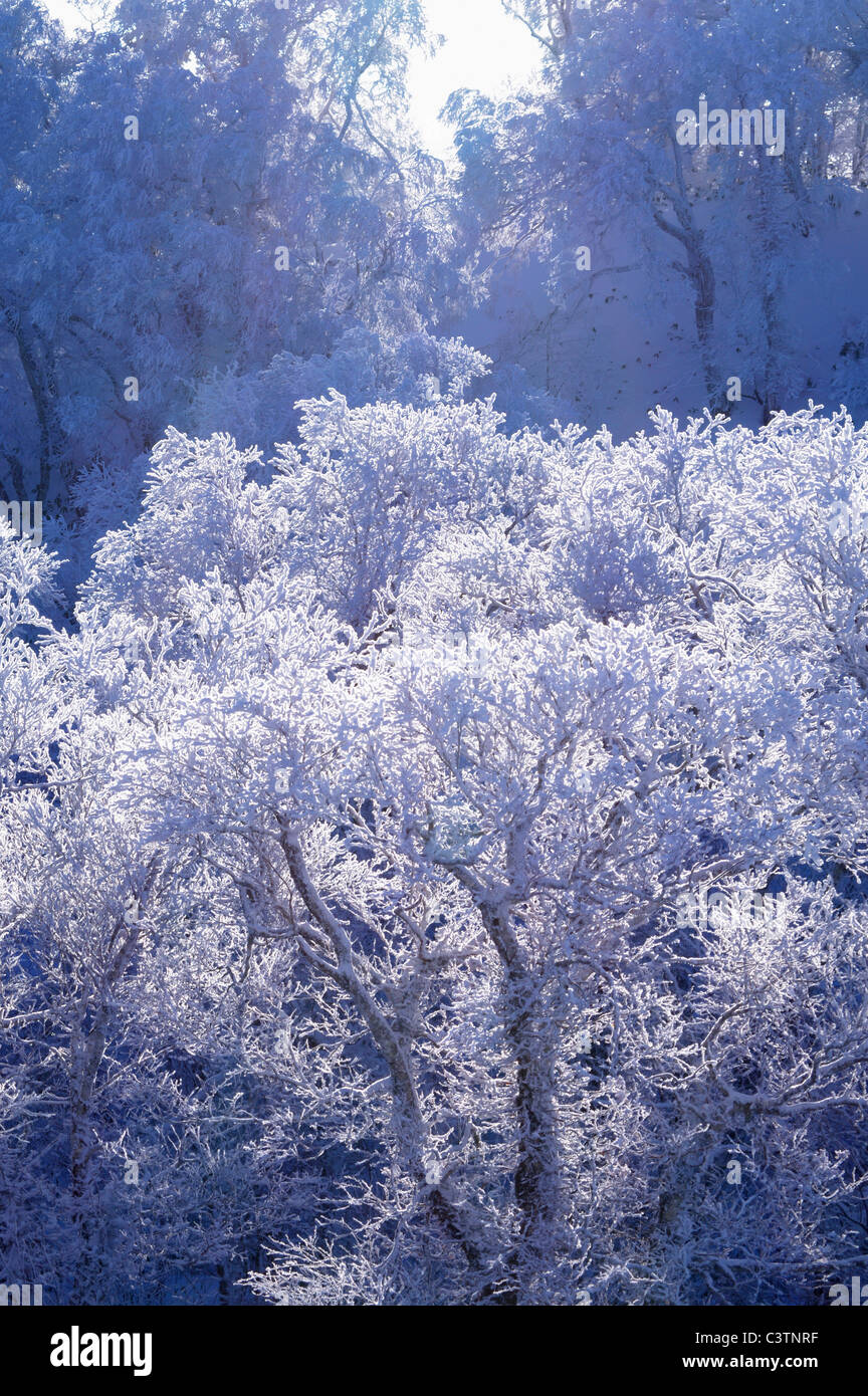 Frost on Tree Branches Stock Photo - Alamy