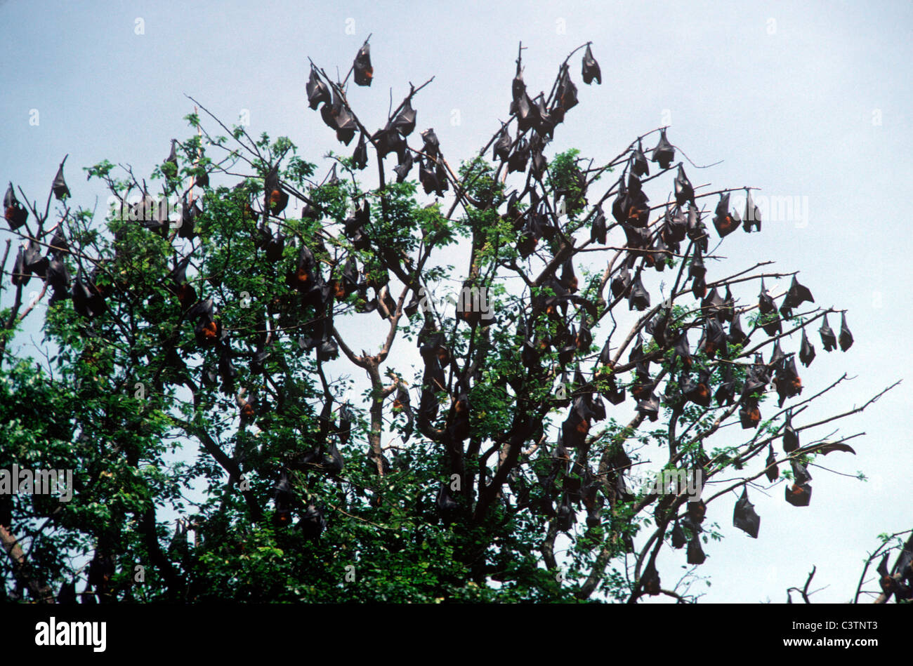 Large flying fox Giant fruit bats (Pteropus vampyrus: Pteropodidae ...
