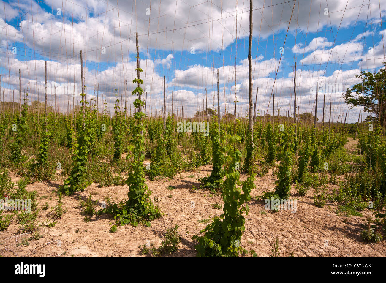 Hop Vines Sandhurst Kent England Stock Photo - Alamy