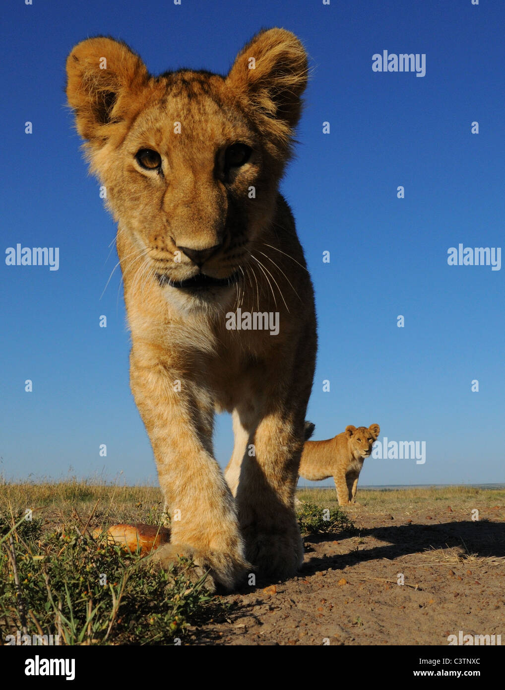On prowl hi-res stock photography and images - Alamy