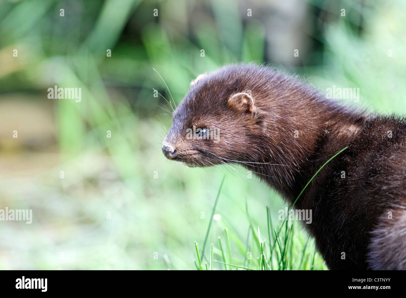 American mink, Mustela vison, head shot of single mammal, captive ...