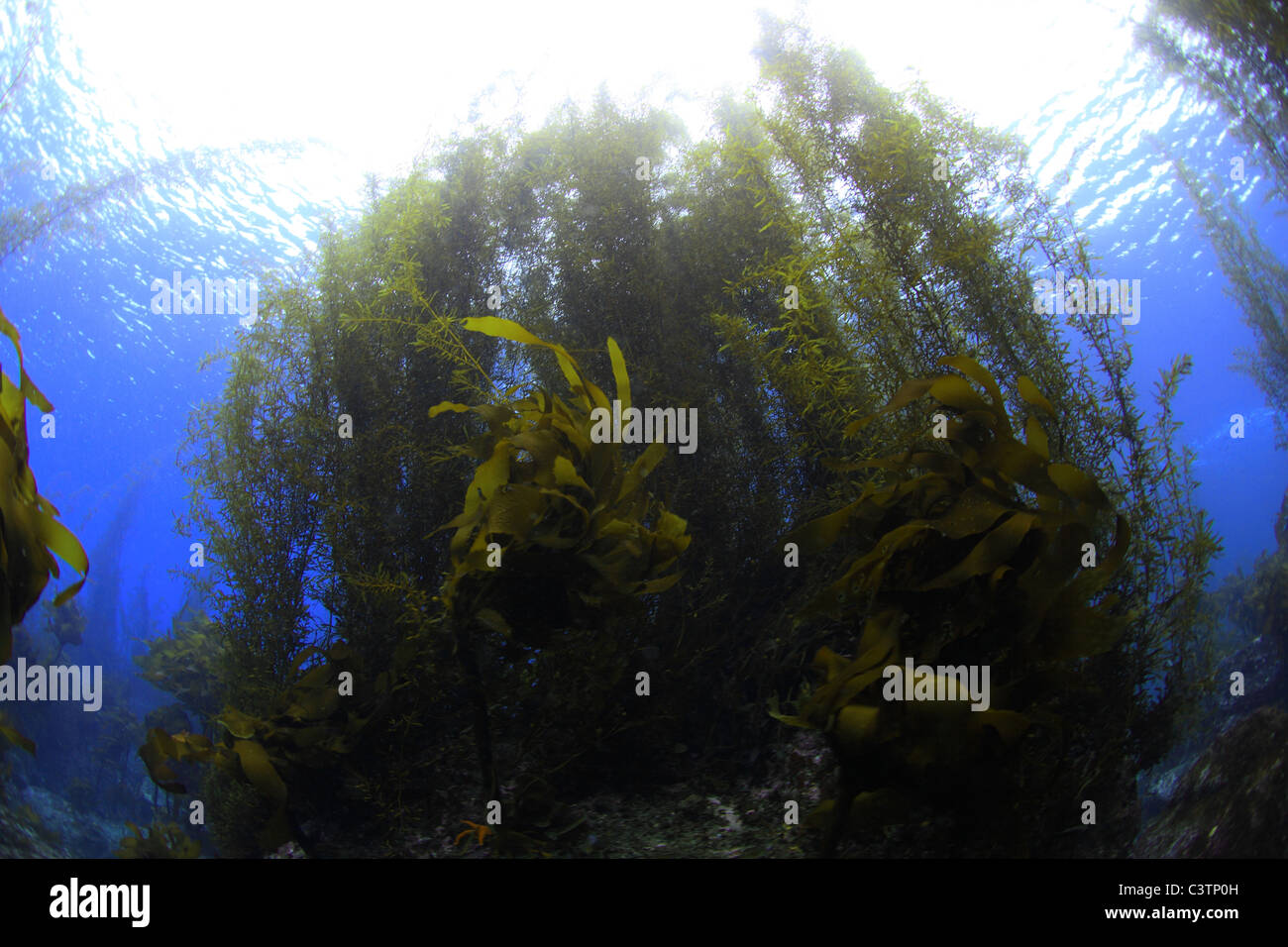 Aquatic plants and algae hi-res stock photography and images - Alamy