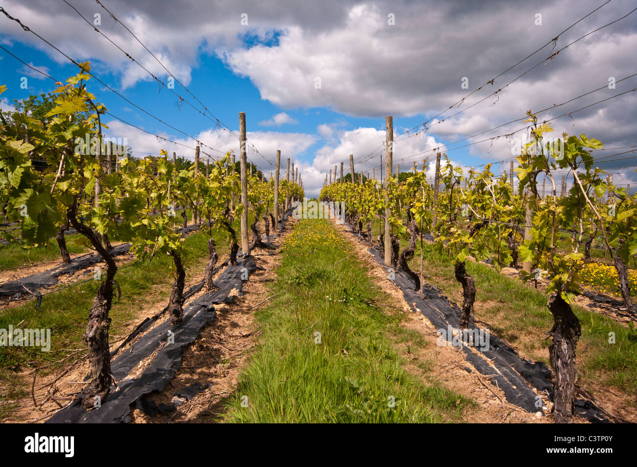 Grapevines Sandhurst Kent England Stock Photo - Alamy
