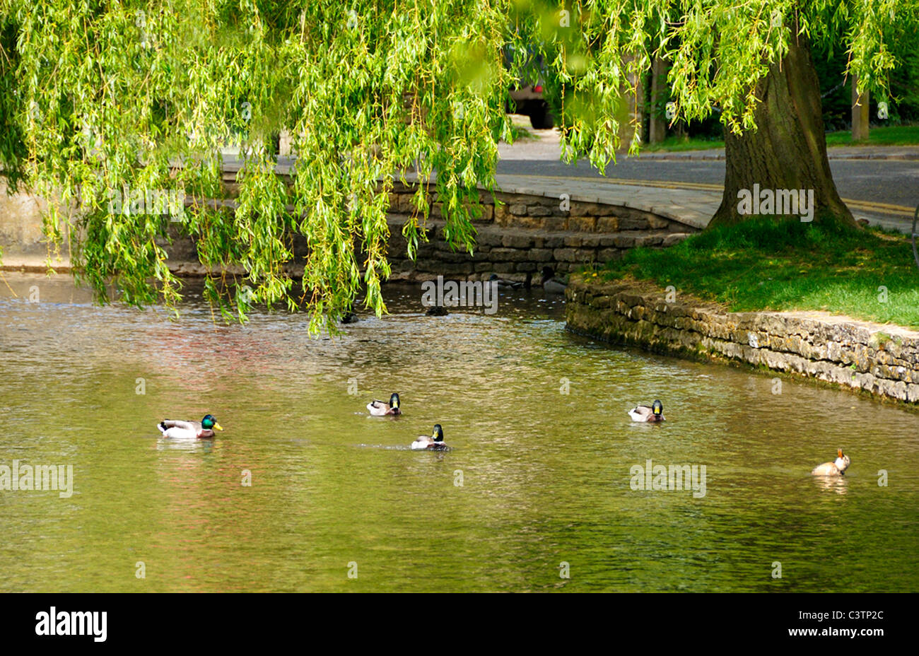 Five Ducks in Pond Stock Photo - Alamy
