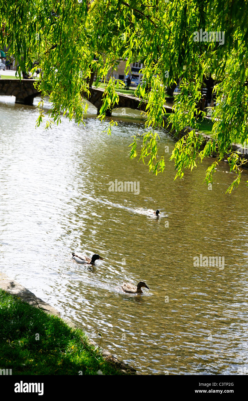 Pond viewpoint hi-res stock photography and images - Alamy