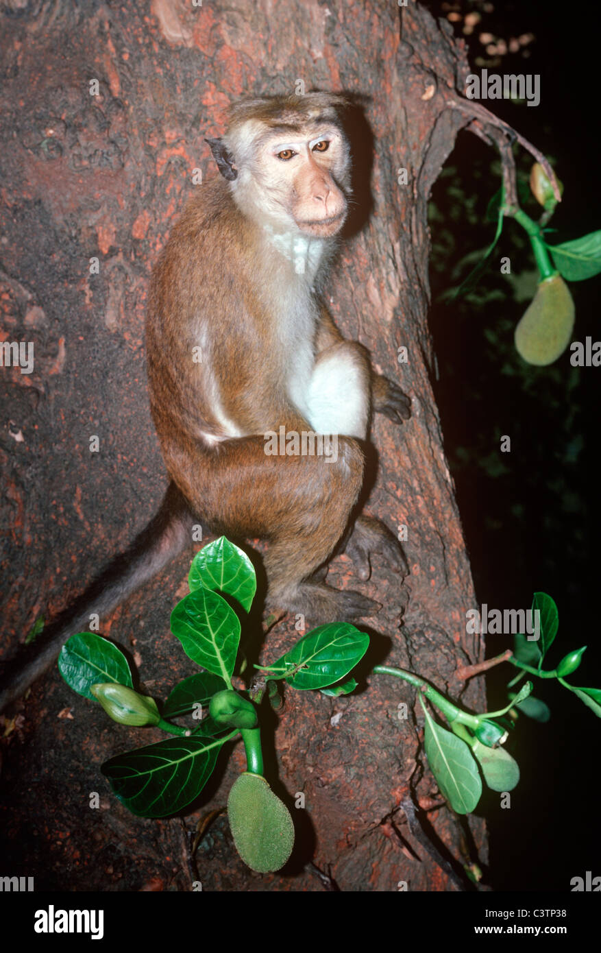 Toque macaque (Macaca sinica: Cercopithecidae) in forest Sri Lanka ...