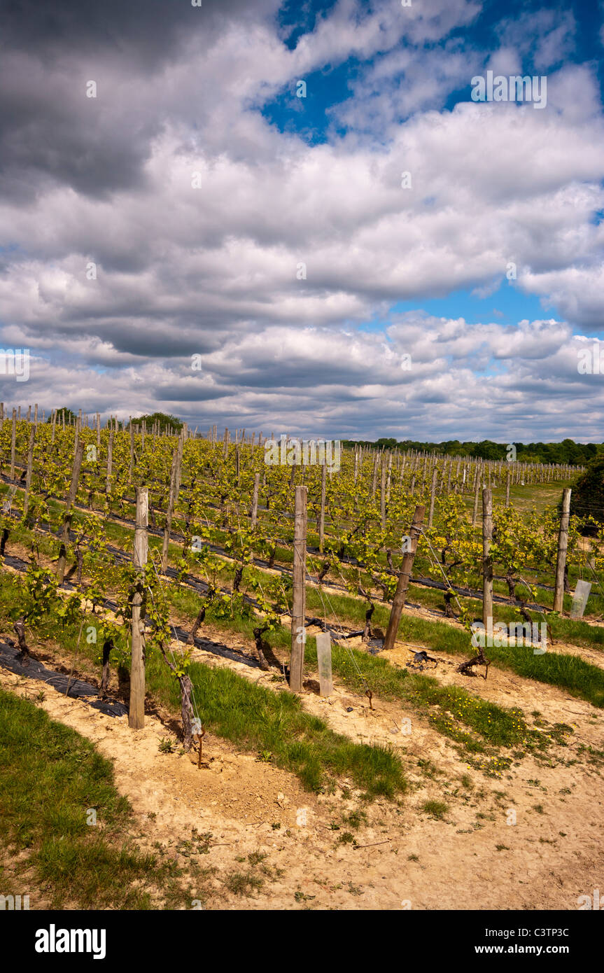 Grapevines Sandhurst Kent England Stock Photo - Alamy
