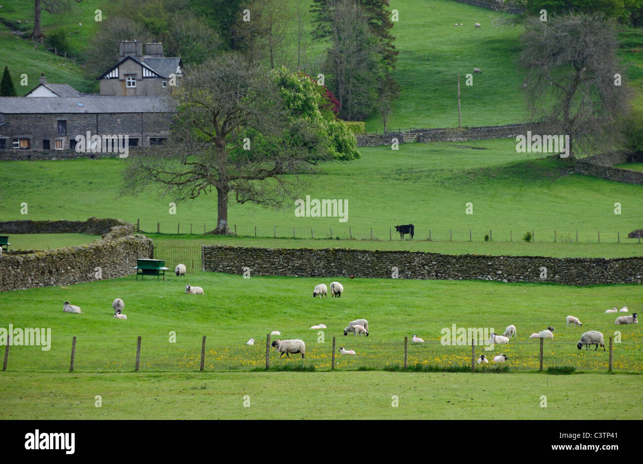 Lake district may sheep hi-res stock photography and images - Alamy