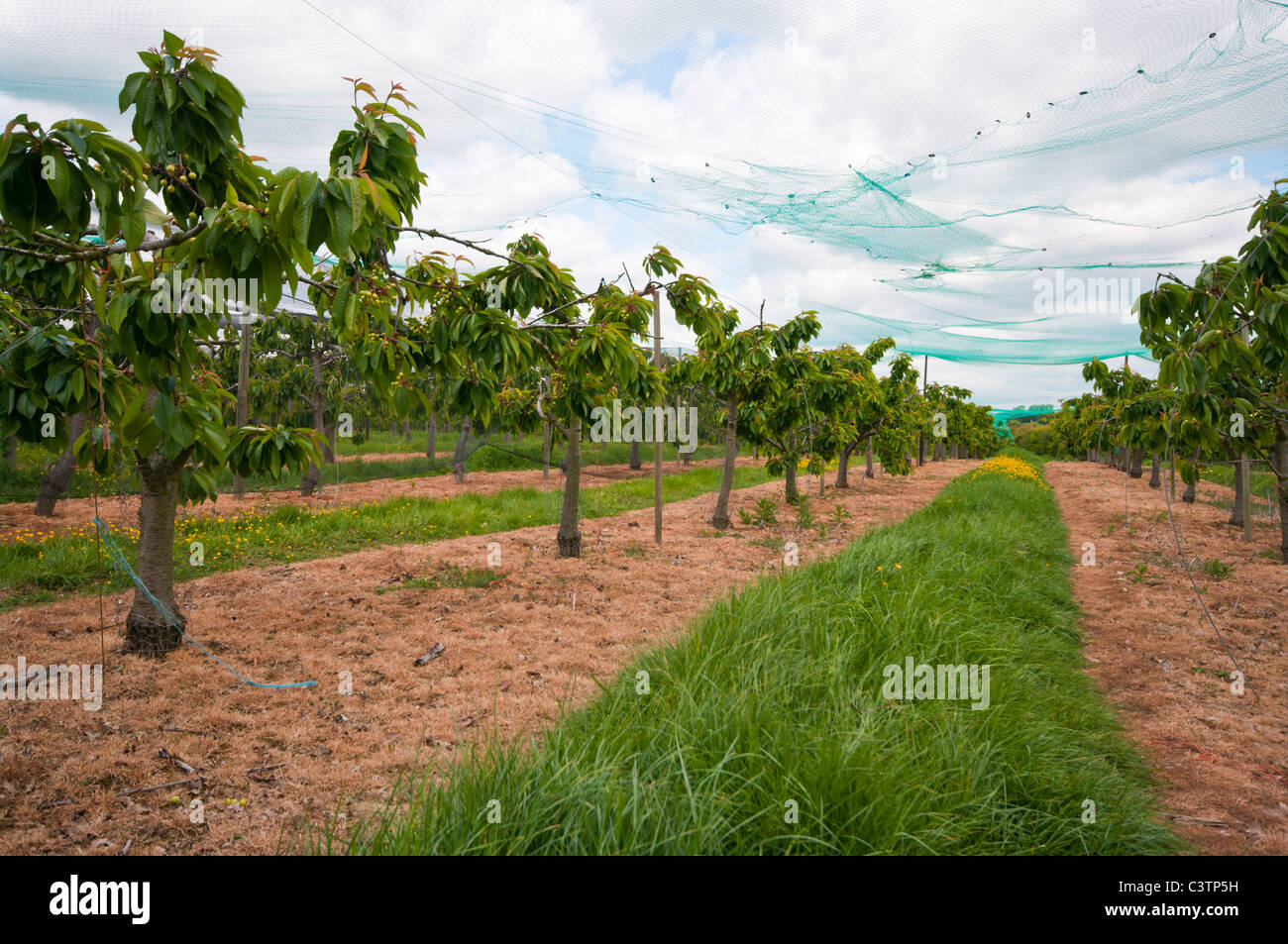 Cherry Orchard Under Netting Sandhurst Kent England Stock Photo - Alamy