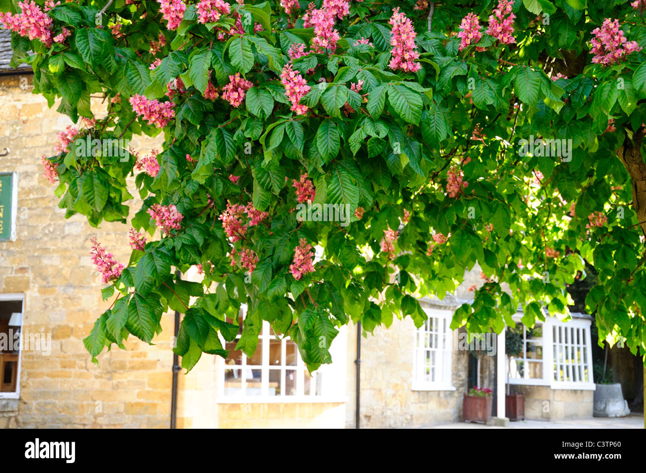 Red horse chestnut tree hi-res stock photography and images - Alamy