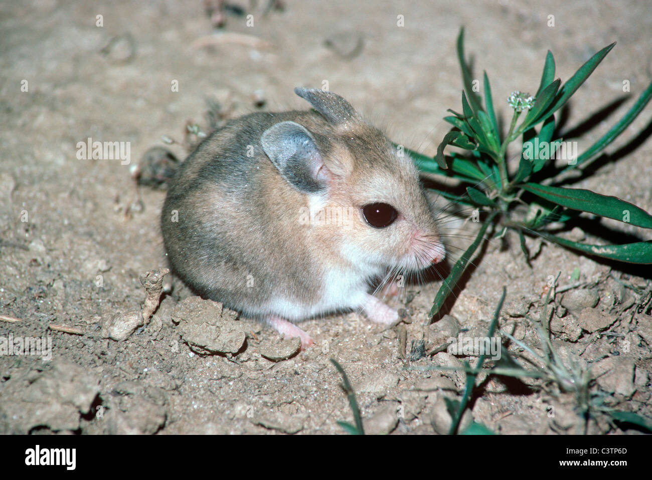 Large-eared mouse (Malacothrix typica: Muridae) foraging at night in ...