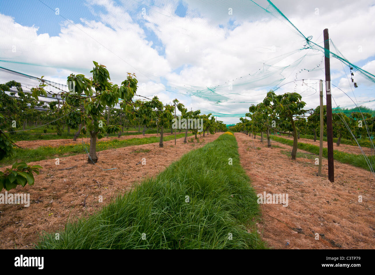 Cherry Orchard Under Netting Sandhurst Kent England Stock Photo - Alamy