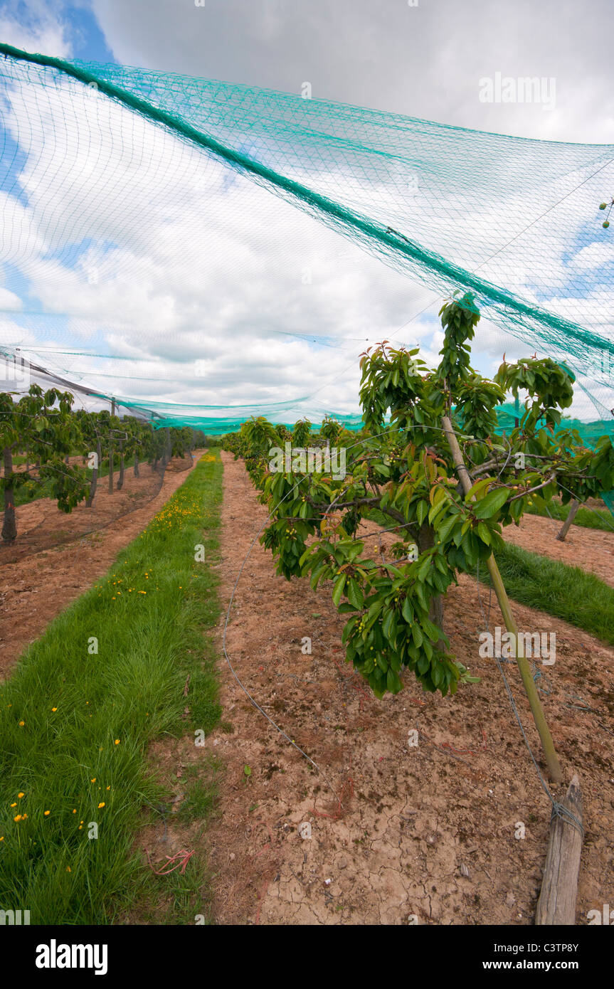 Cherry Orchard Under Netting Sandhurst Kent England Stock Photo - Alamy