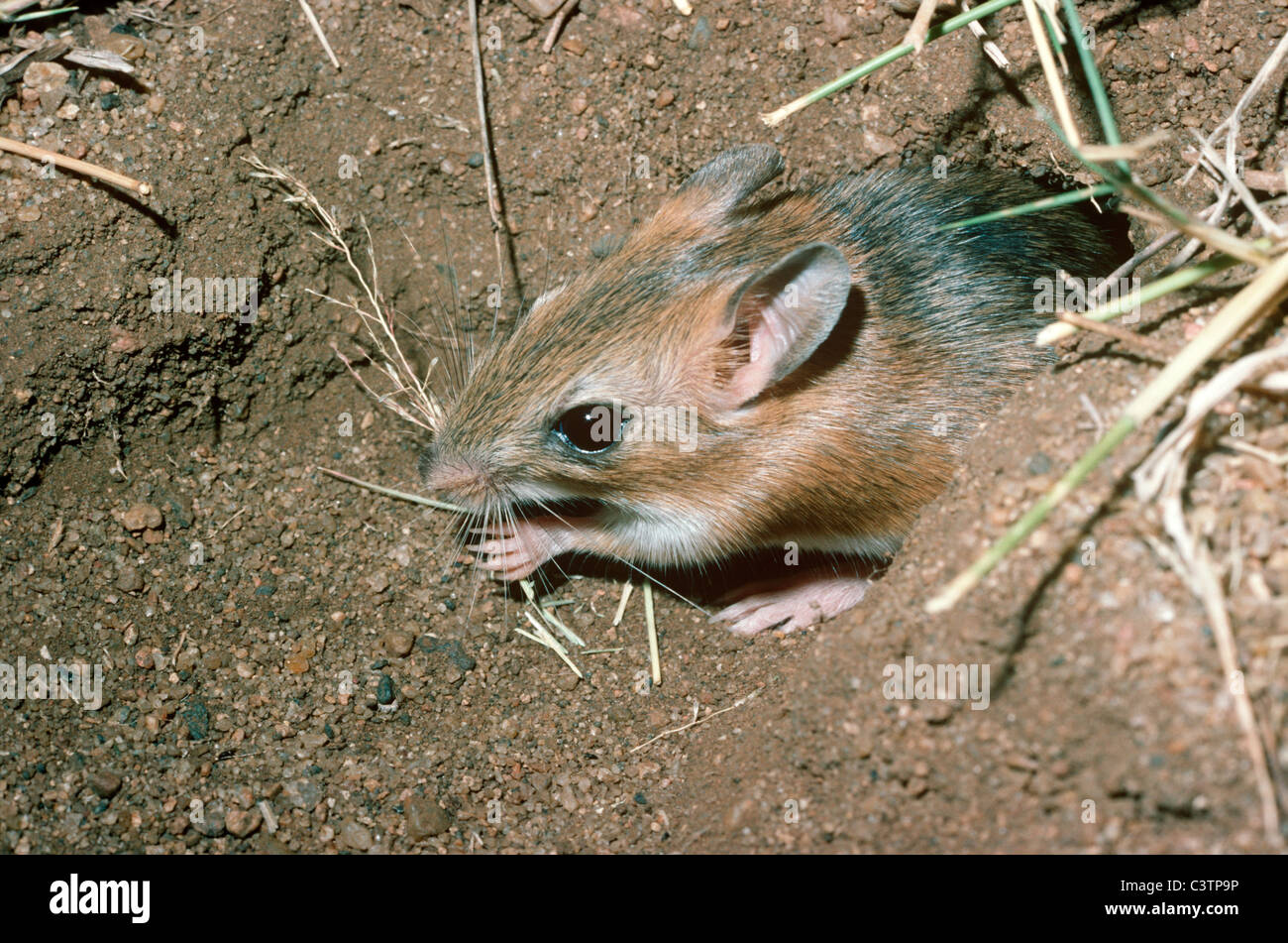 Bushveld gerbil (Tatera leucogaster: Muridae) male feeding on dead ...