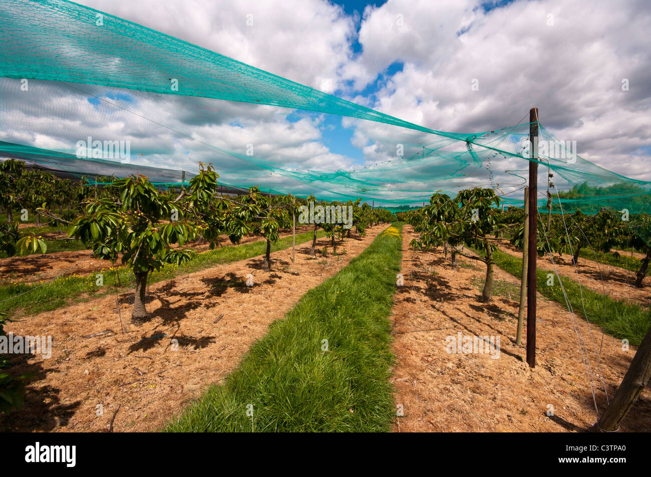 Cherry Orchard Under Netting Sandhurst Kent England Stock Photo - Alamy