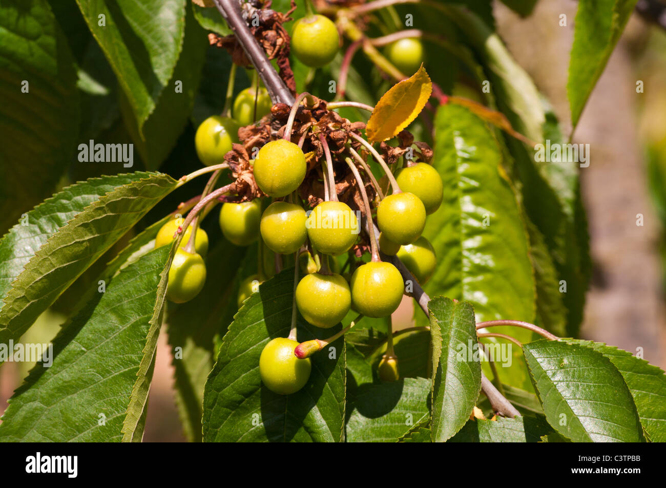 Bunch of cherries hi-res stock photography and images - Alamy