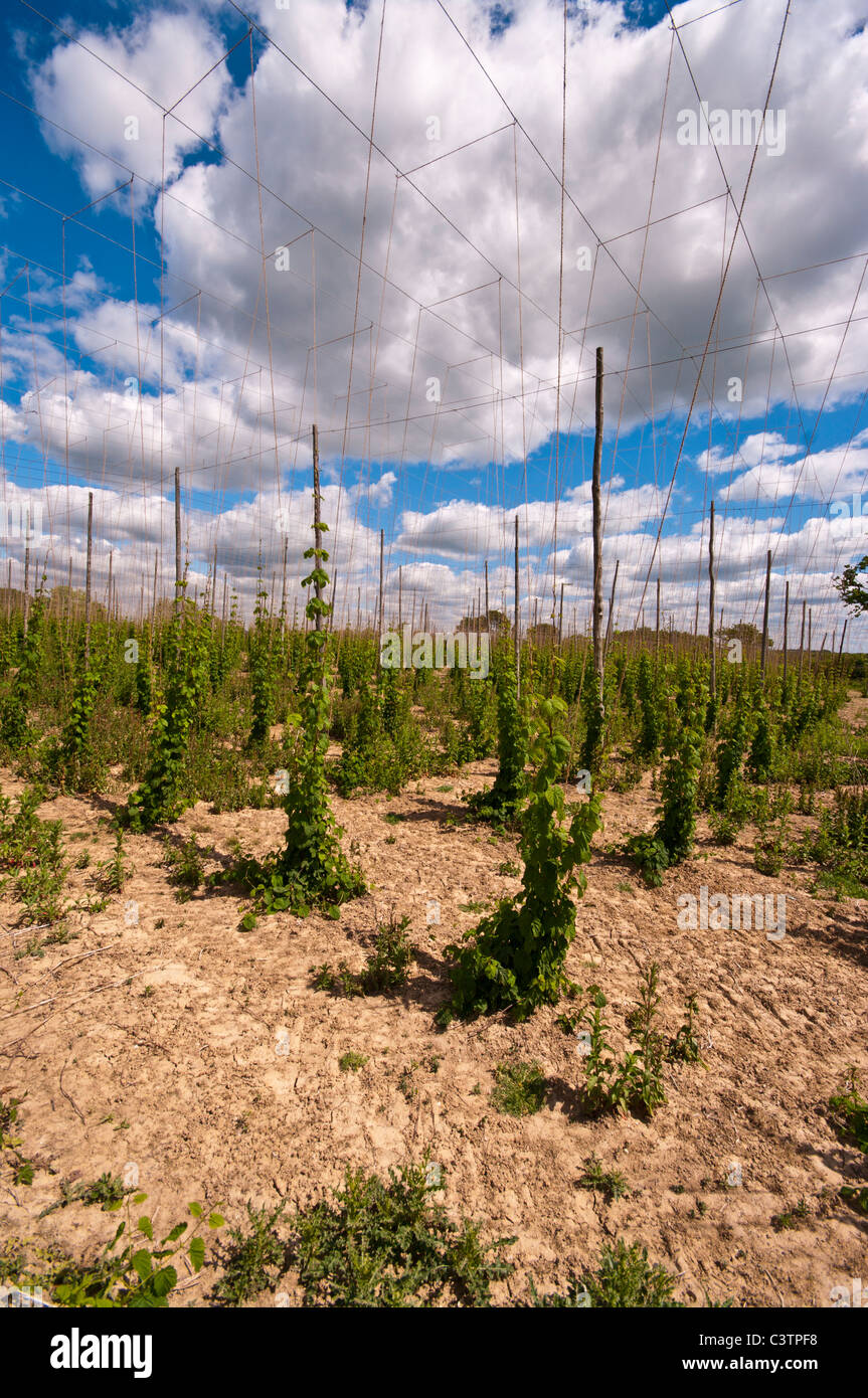 Sandhurst kent england hi-res stock photography and images - Alamy