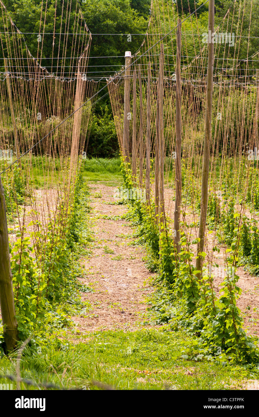 Hop vines hi-res stock photography and images - Alamy