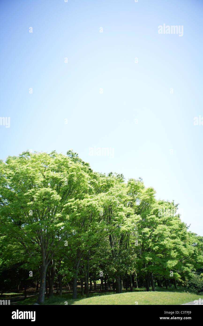 Blue Sky Over Trees Stock Photo - Alamy
