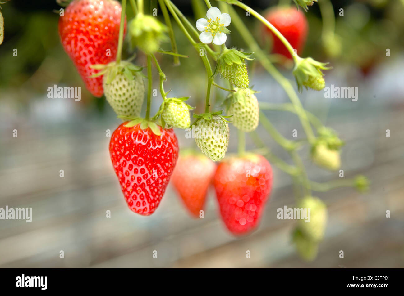 Flowing fruits hi-res stock photography and images - Alamy