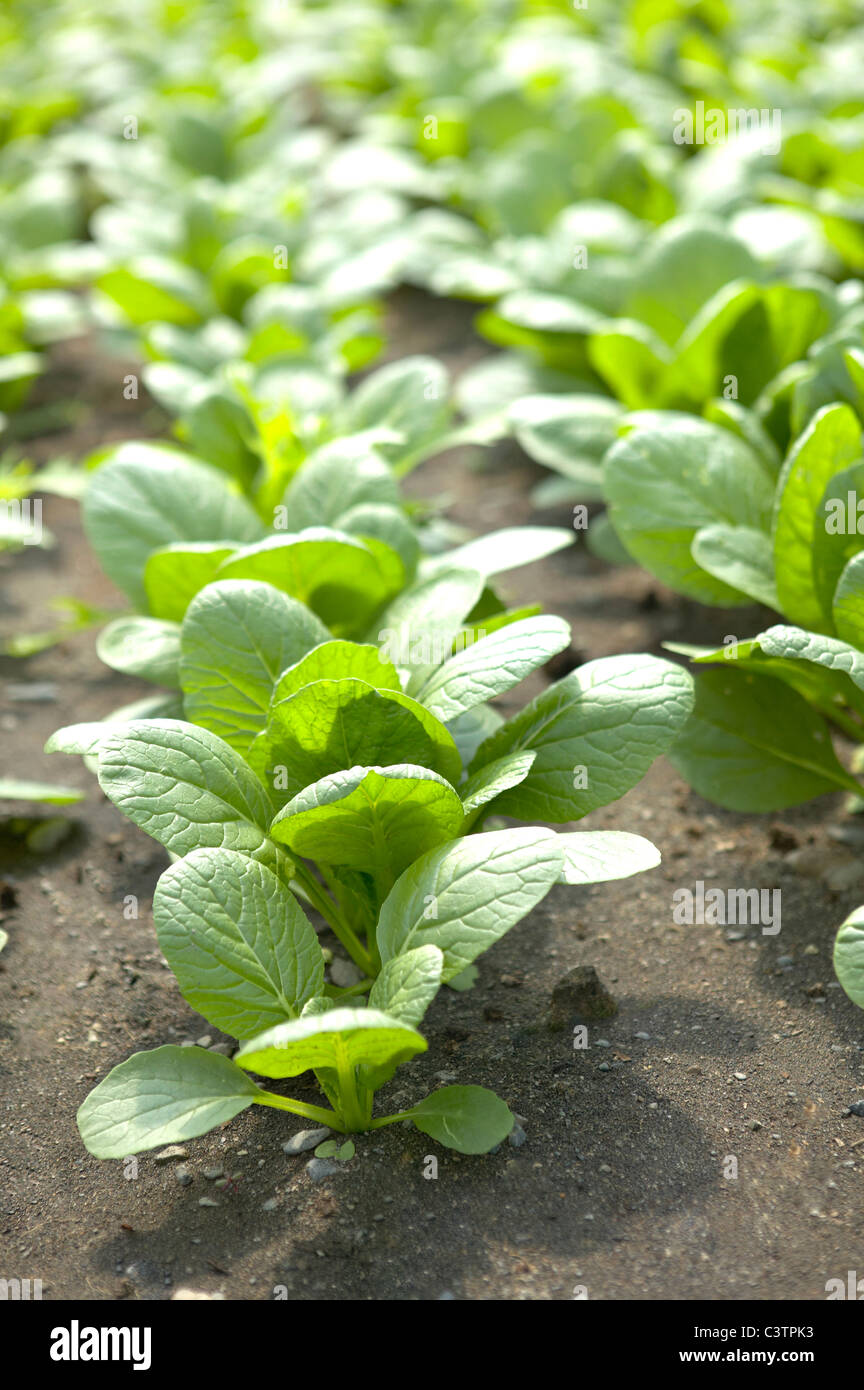 Chinese Cabbage Field High Resolution Stock Photography and Images - Alamy