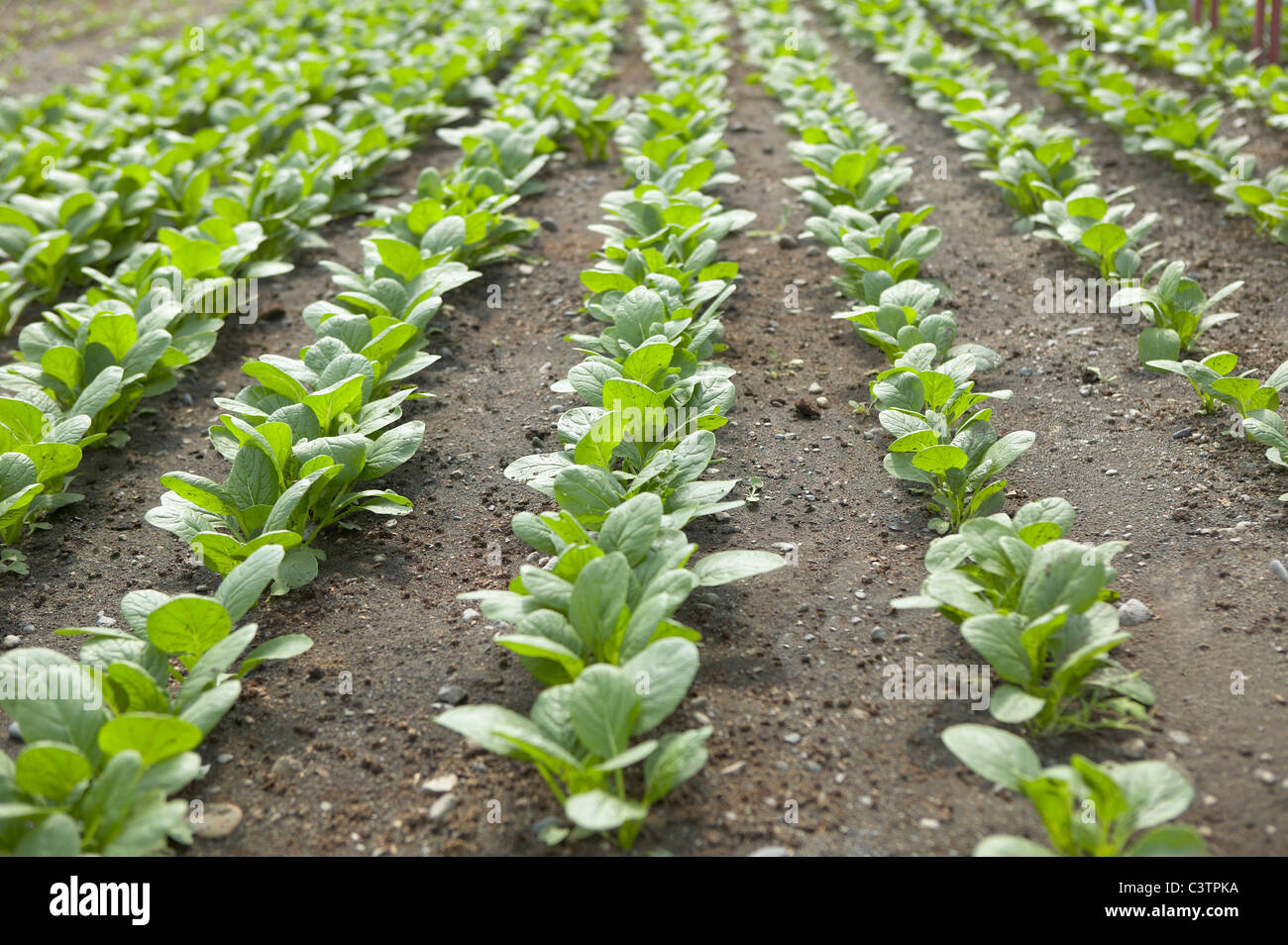 Chinese Cabbage Field Stock Photo - Alamy