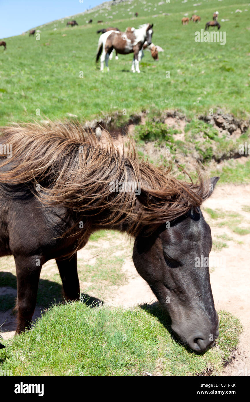 Pottoka pony hi-res stock photography and images - Alamy