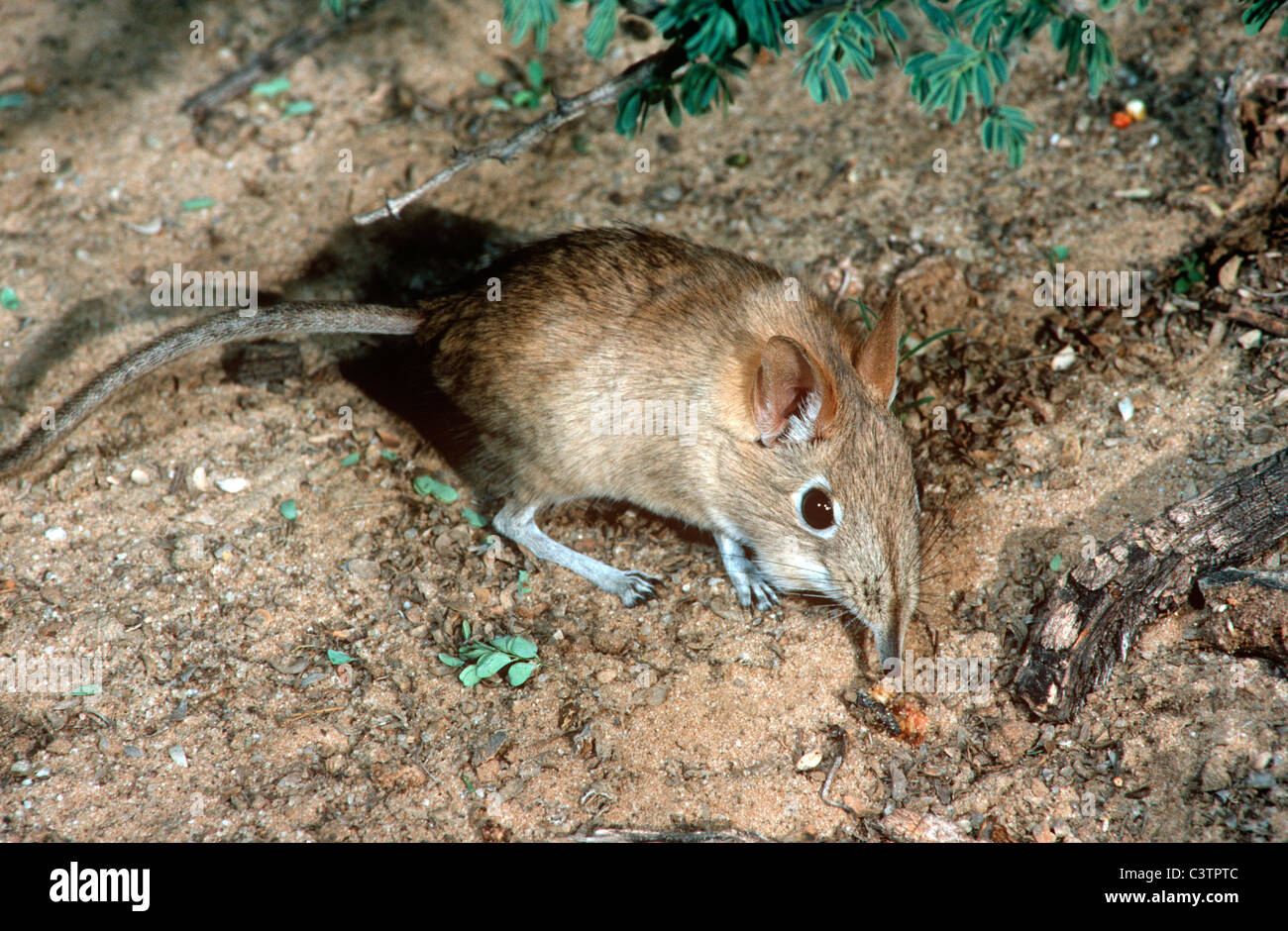 Bushveld elephant shrew hi-res stock photography and images - Alamy