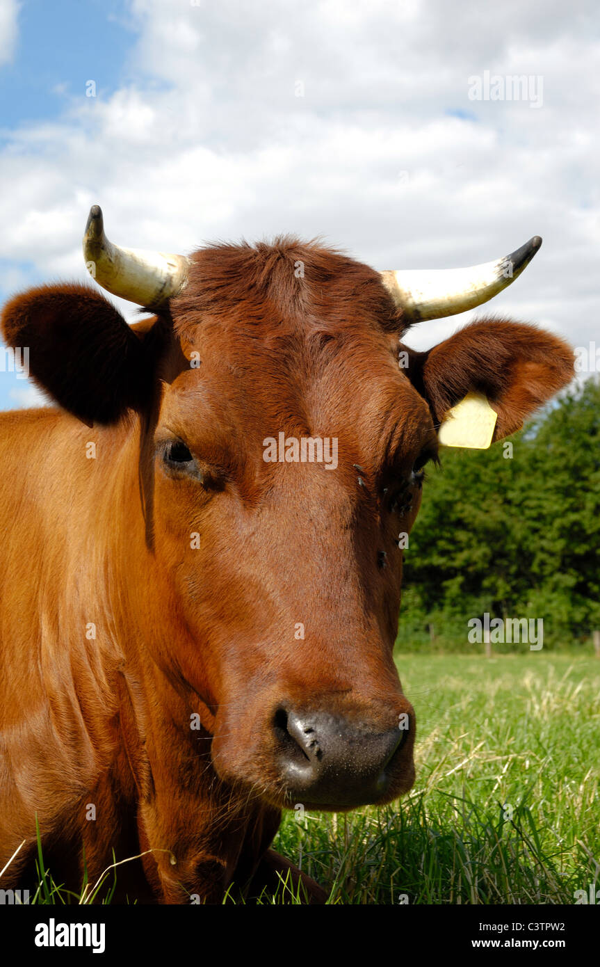 Cow face hi-res stock photography and images - Alamy