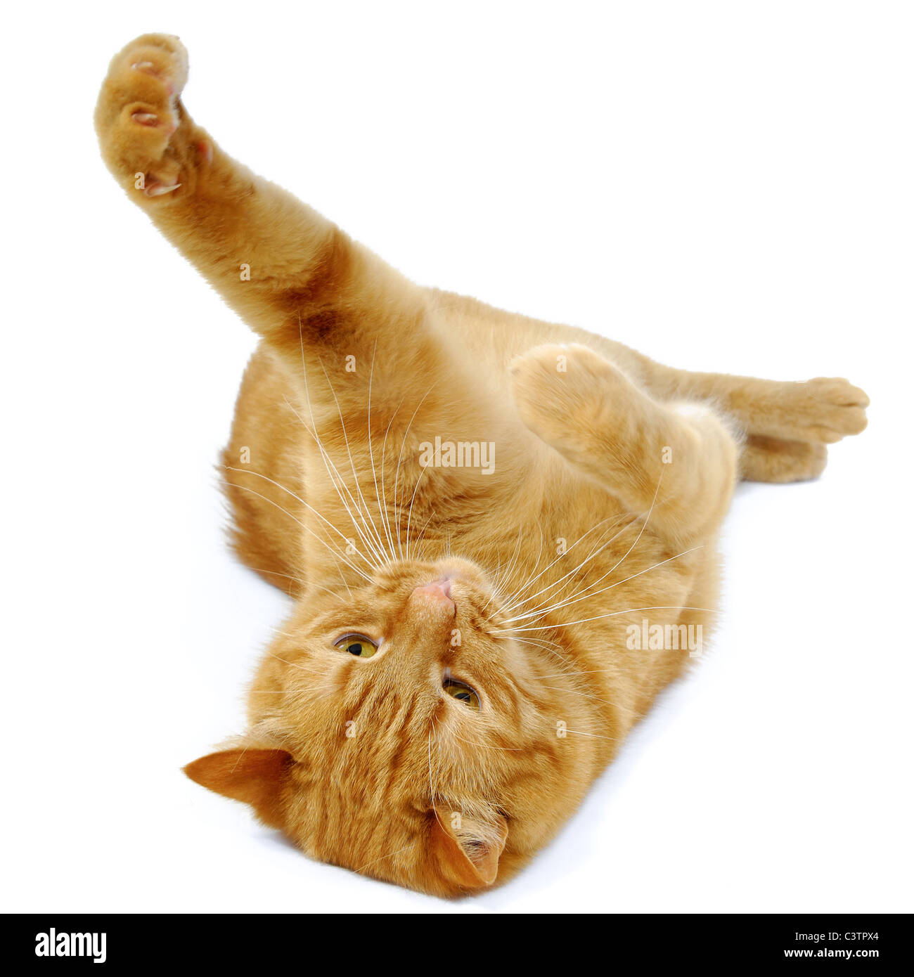 Cute kitten white background hi-res stock photography and images - Alamy