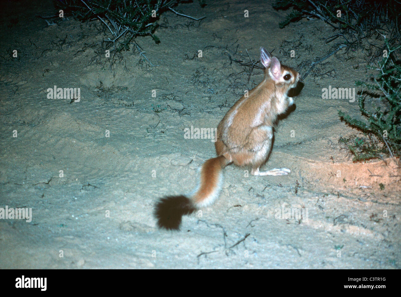 Springhare hi-res stock photography and images - Alamy