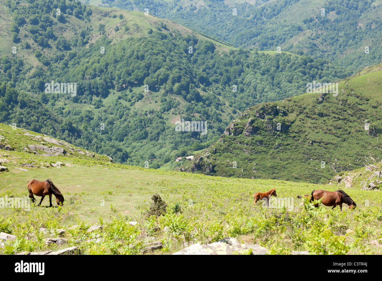 Horses grazing on pastures in the Western Pyrenees (France). Chevaux ...