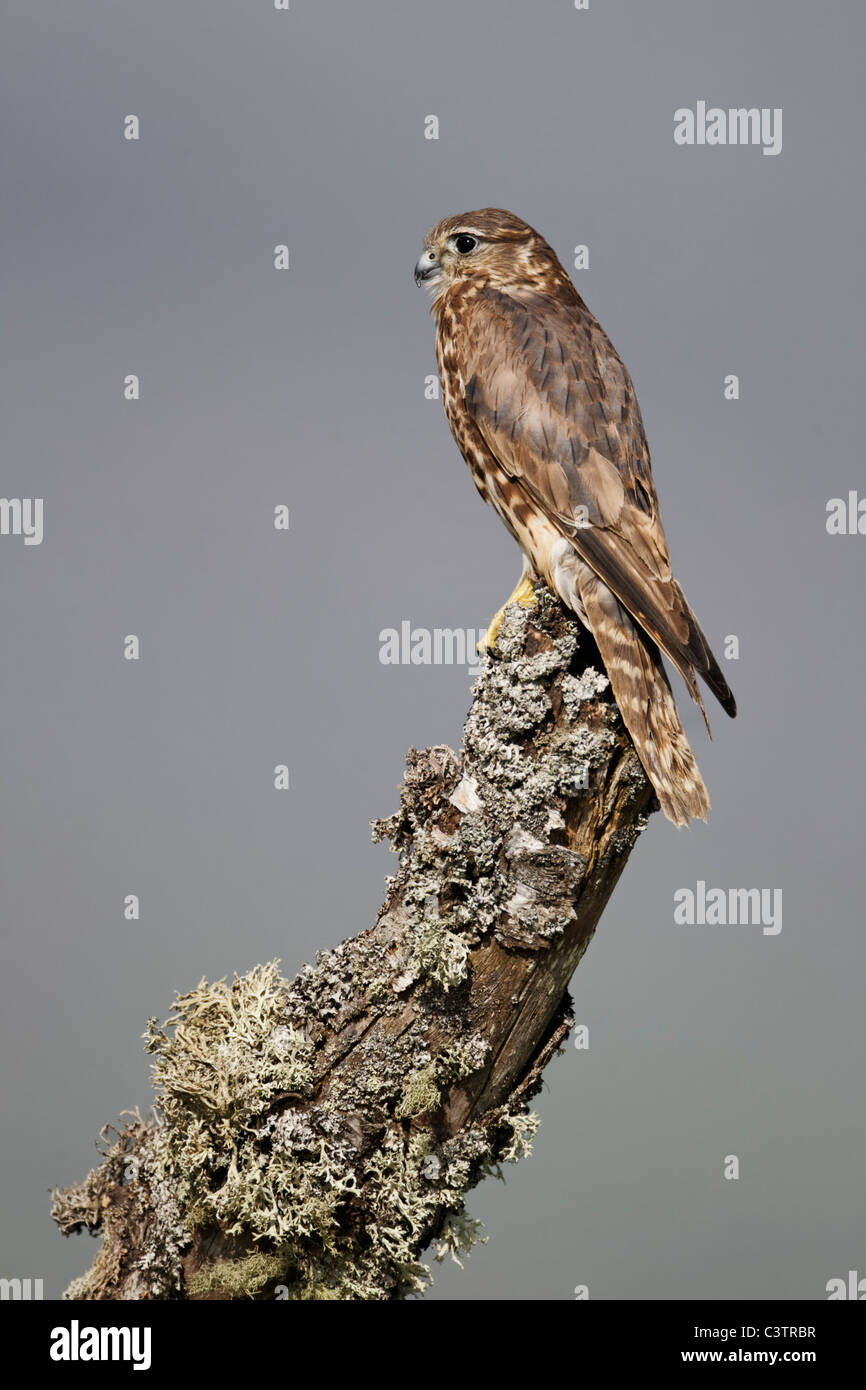 Merlin bird uk moorland hi-res stock photography and images - Alamy