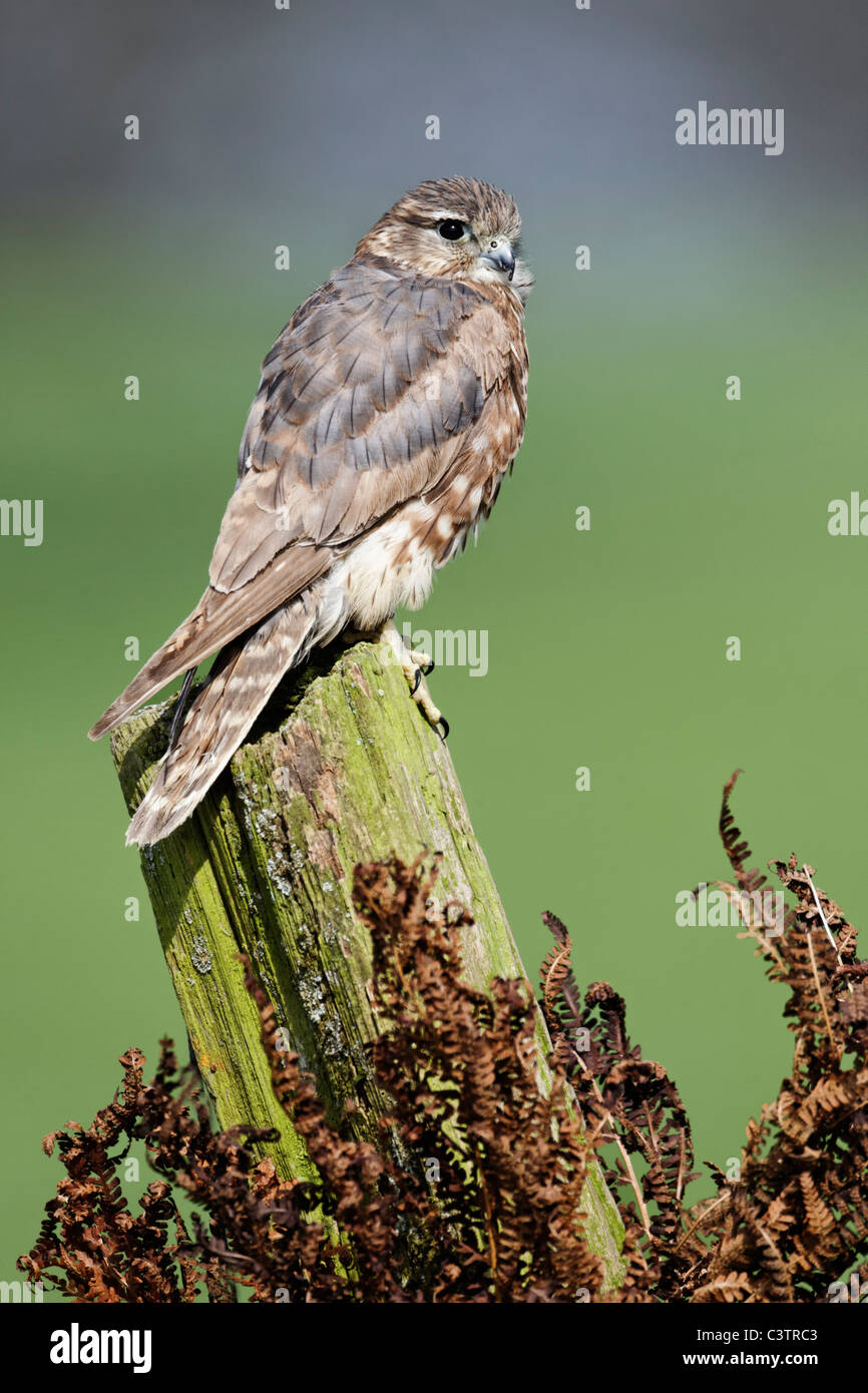 Merlin, Falco columbarius, single female on post, captive, April 2011 ...