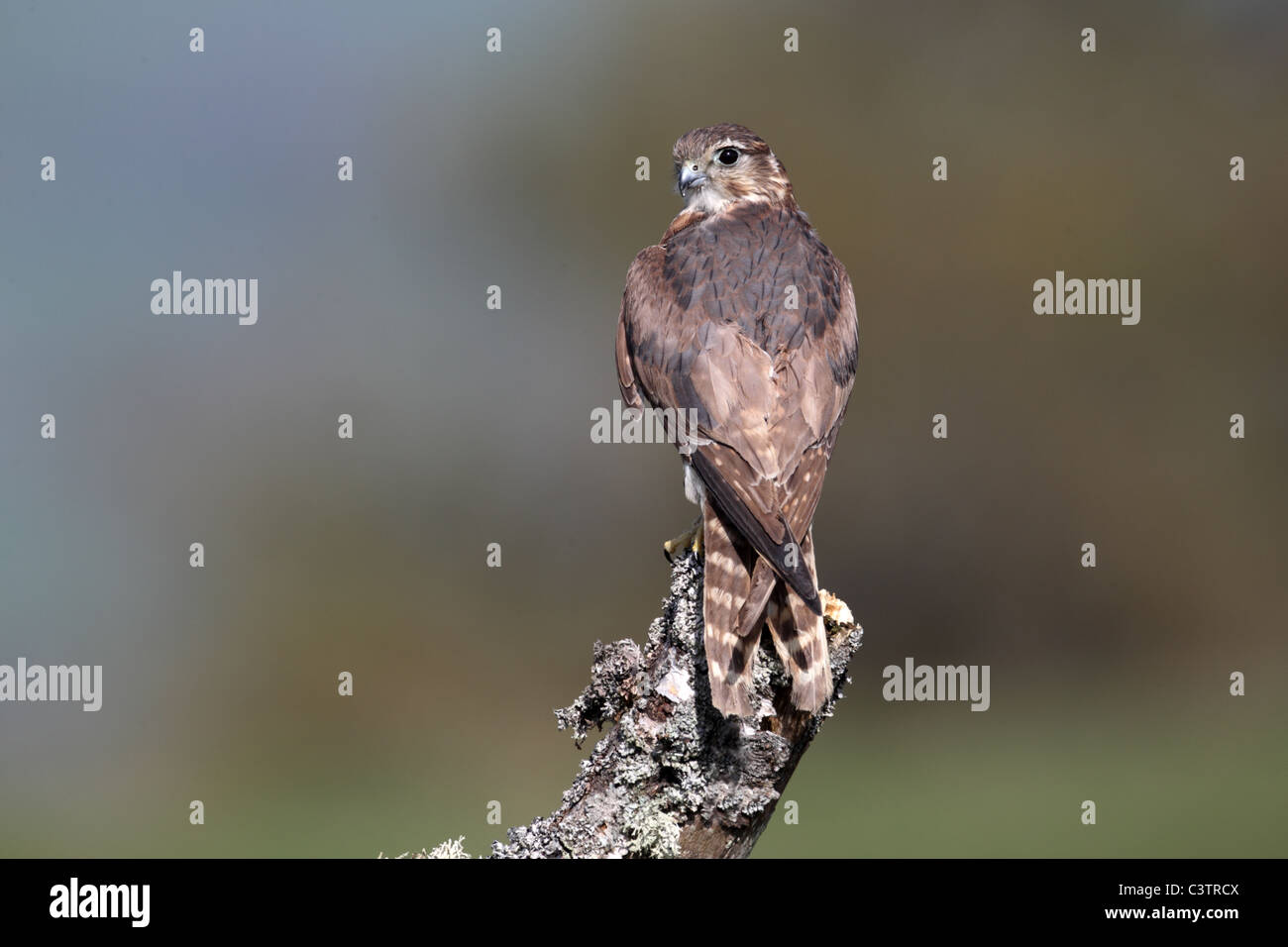 Female merlin hi-res stock photography and images - Alamy
