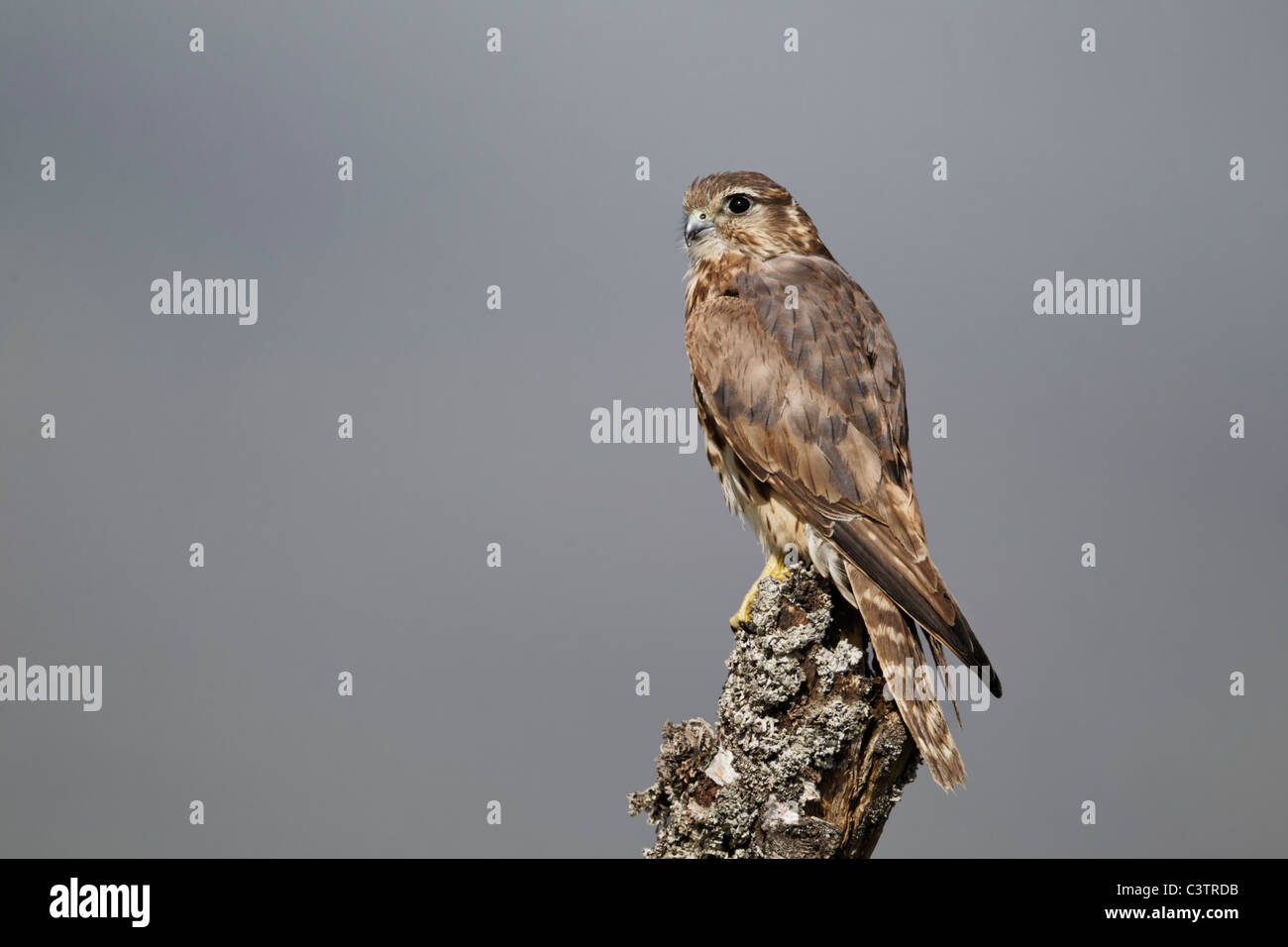 Merlin bird uk moorland hi-res stock photography and images - Alamy