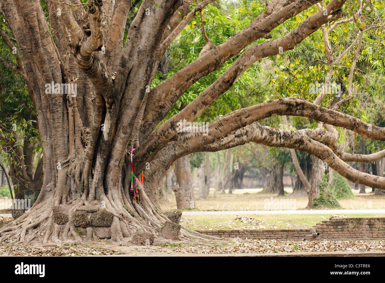 Ficus tree hi-res stock photography and images - Alamy