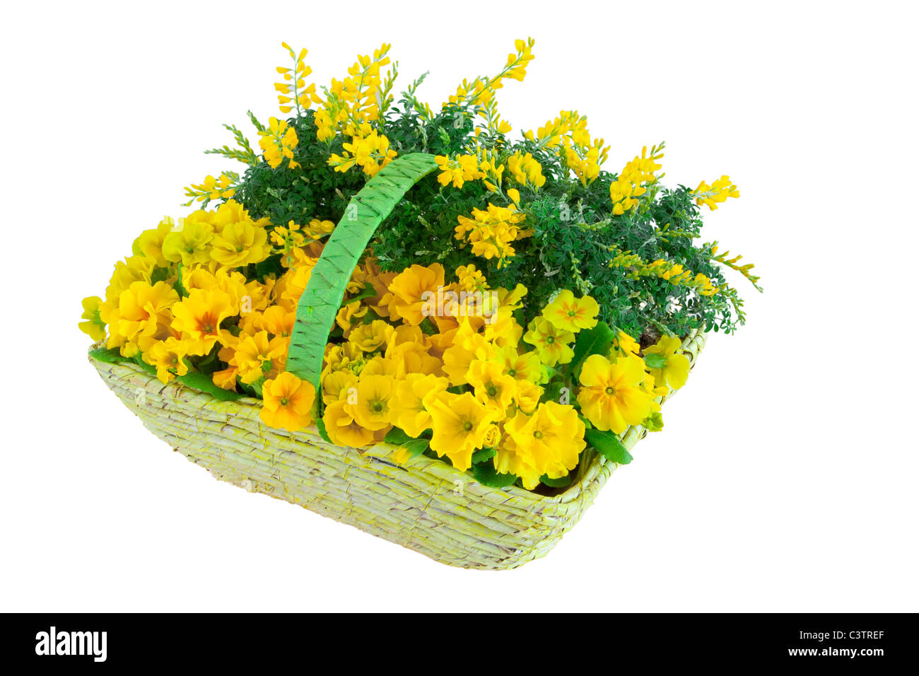 Single yellow primrose flower hi-res stock photography and images - Alamy