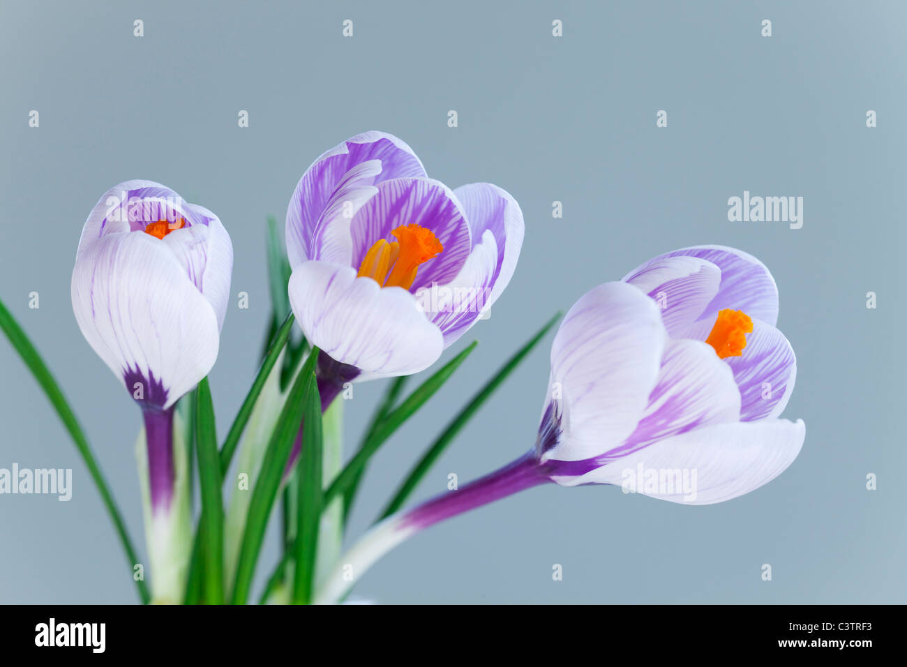 Blue crocus hi-res stock photography and images - Alamy