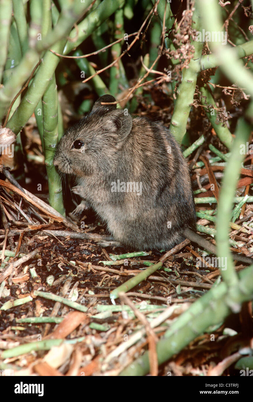 Bush vlei rat / karoo bush rat (Otomys unisulcatus: Muridae) in its ...