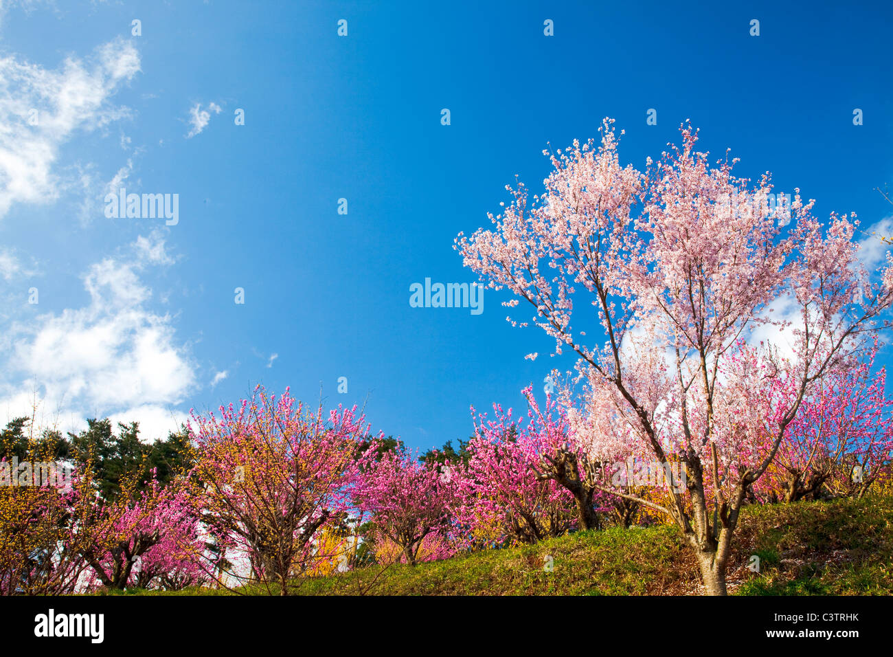 Peach tree hi-res stock photography and images - Alamy