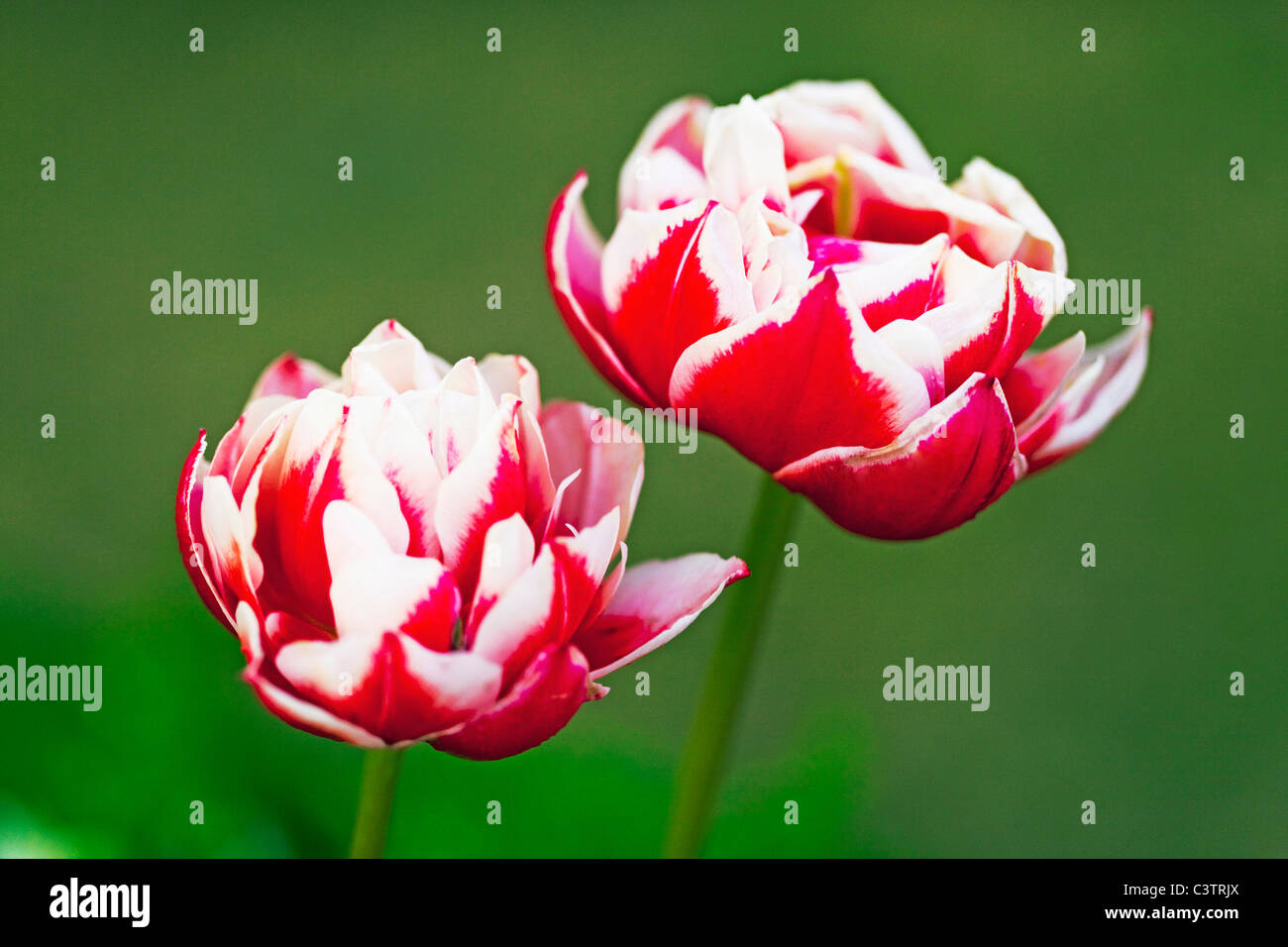 Spring water colour tulip hi-res stock photography and images - Alamy