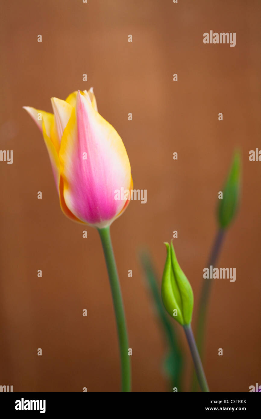 Temperate flower hi-res stock photography and images - Alamy