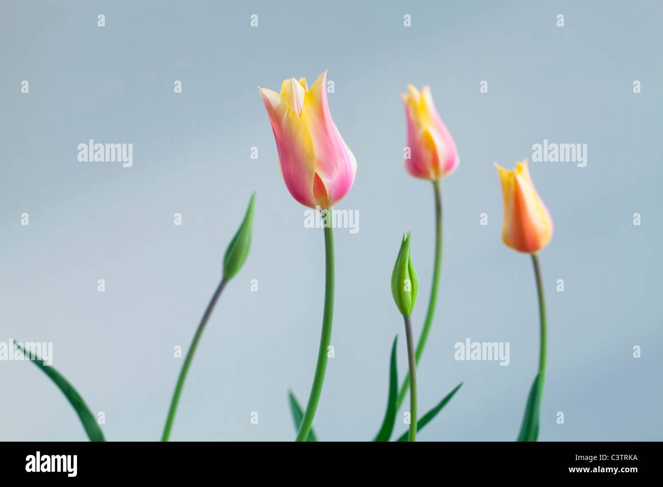 Three part plant hi-res stock photography and images - Alamy