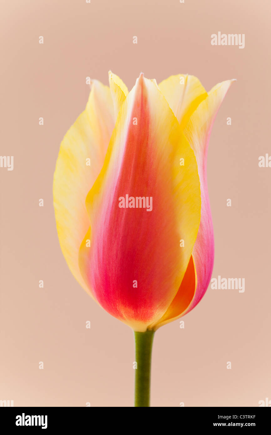 Temperate flower hi-res stock photography and images - Alamy